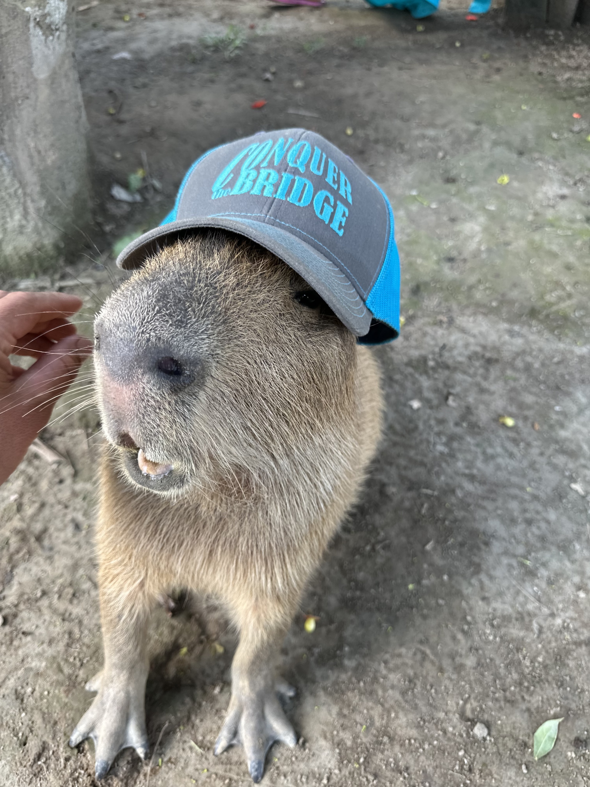 About us – Conquer the Bridge